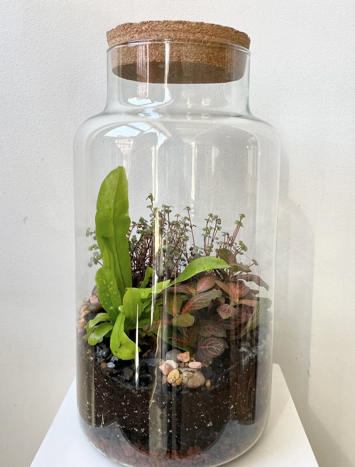 Tropical Terrarium Workshop | HOME